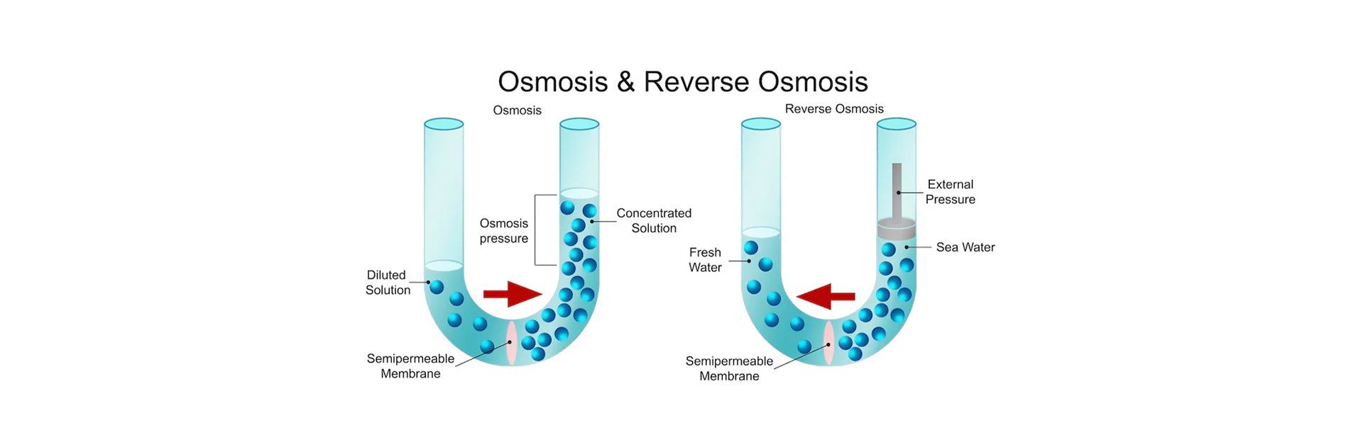 What is Osmosis and Reverse Osmosis? - Hydroflux Singapore